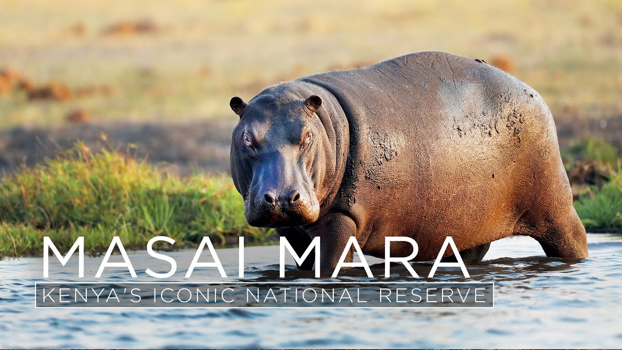Masai Mara Magic: A Soothing Escape to Kenya's Iconic National Reserve ...