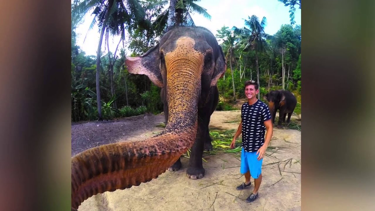 Elephant grabs tourist's GoPro and takes world's first 'elfie' - YouTube