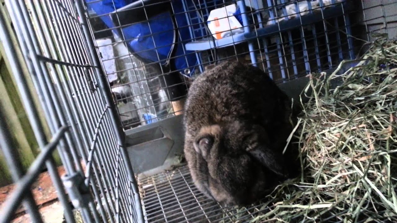 Herd Update | Watch Rabbits Play! - YouTube