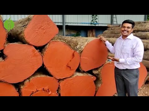SUDHEER TIMBERS | INDIA'S LARGEST TIMBER MALL | HUGE GIRTHS & LOGS ...