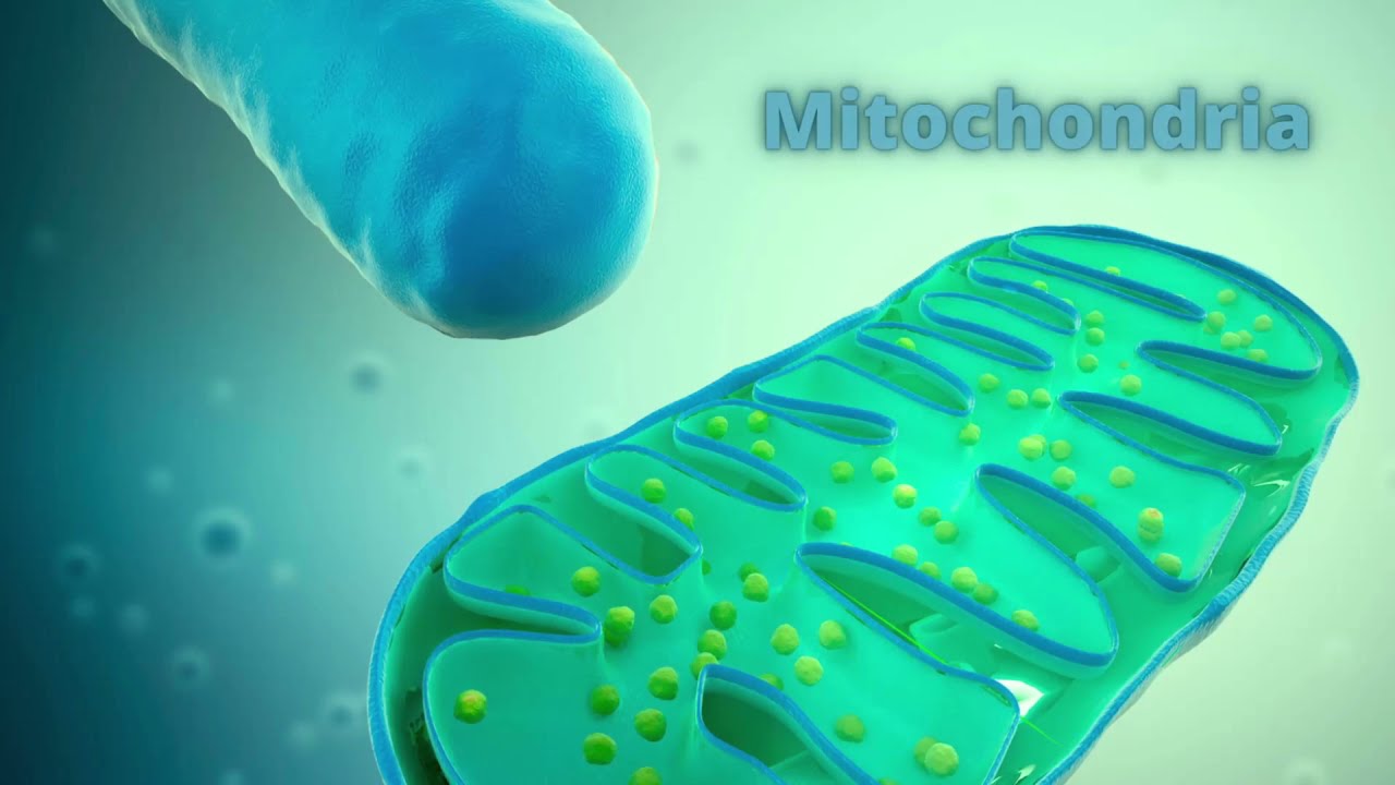 Mitochondria: ultrastructure made simple - YouTube