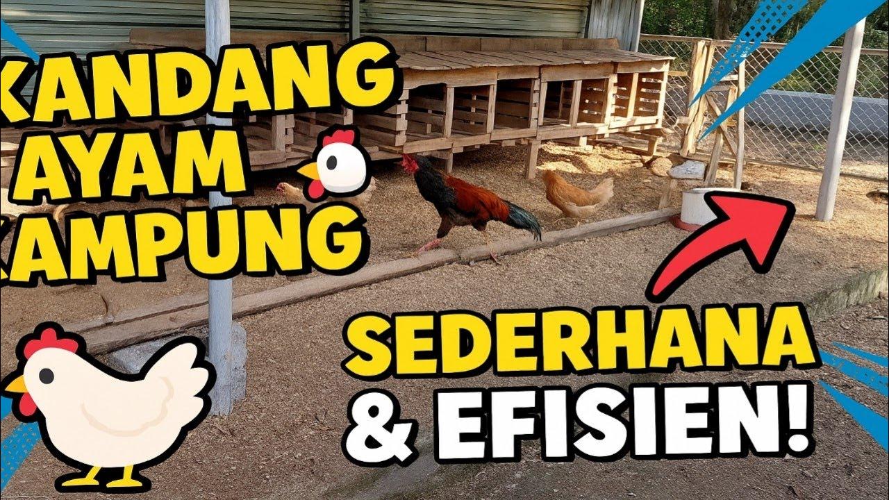 "Cara Membuat Kandang Ayam Kampung Sederhana dan Efisien | Modal Receh, Hasil Mewah!" - YouTube