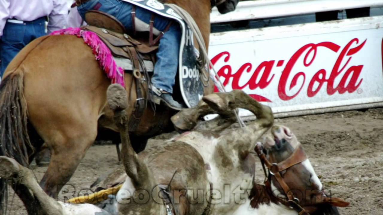 Coca-Cola, Aerosmith Challenged about Rodeo Animal Abuse - YouTube