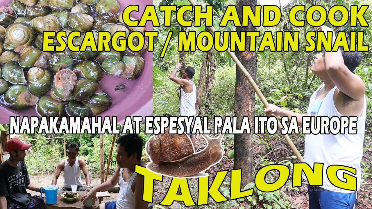 CATCH AND COOK MOUNTAIN SNAIL | SPICY TAKLONG ADOBO | ESCARGOT - YouTube