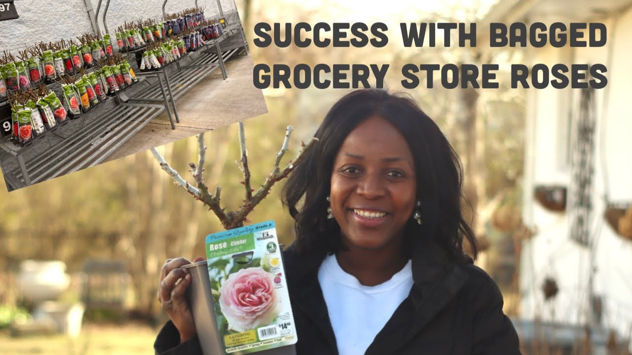 Tips for planting bagged store roses ( beginner's guide to bare root ...