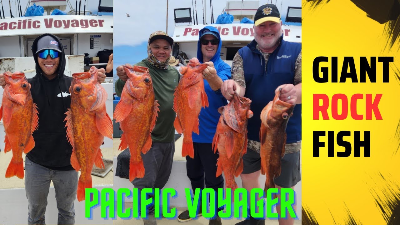 Catching Red Rockfish off San Clemente Island - Pacific Voyager - YouTube