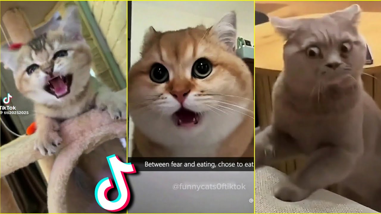 Funny Cats TikTok - Compilation 2024 #5 - YouTube