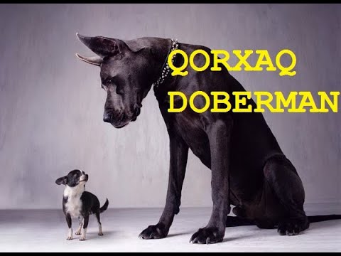 Qorxaq Dobermanın təlimi.İnsan qorxusu,gəzmək qorxusu,su qorxusu .