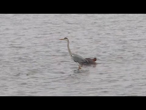 Unexpected Friendship: Heron Rests on Hippo Back