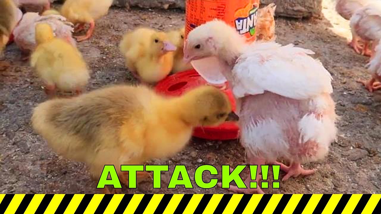 Guard Goose Attack | Introducing a Baby Guard Goose to 100 Feisty Baby ...