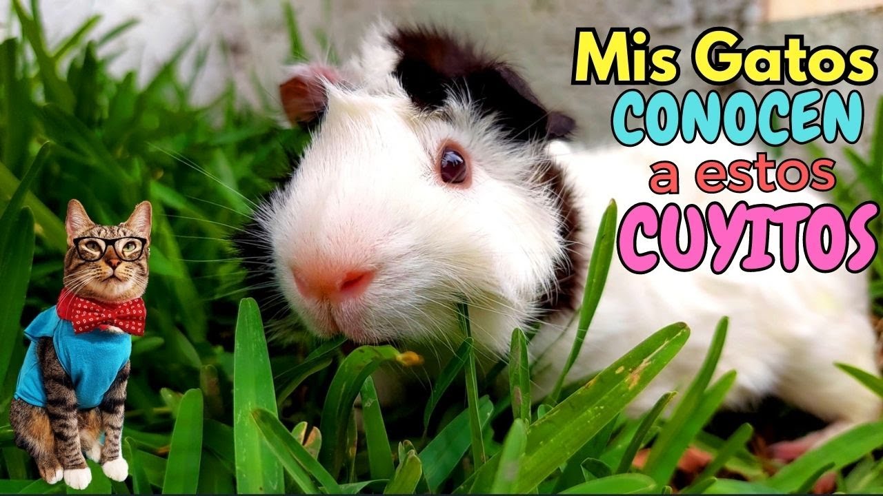 Nos visitan unos CUYITOS y mis GATOS asi REACCIONAN! 🐹😽 Hablamos de COBAYAS! - YouTube