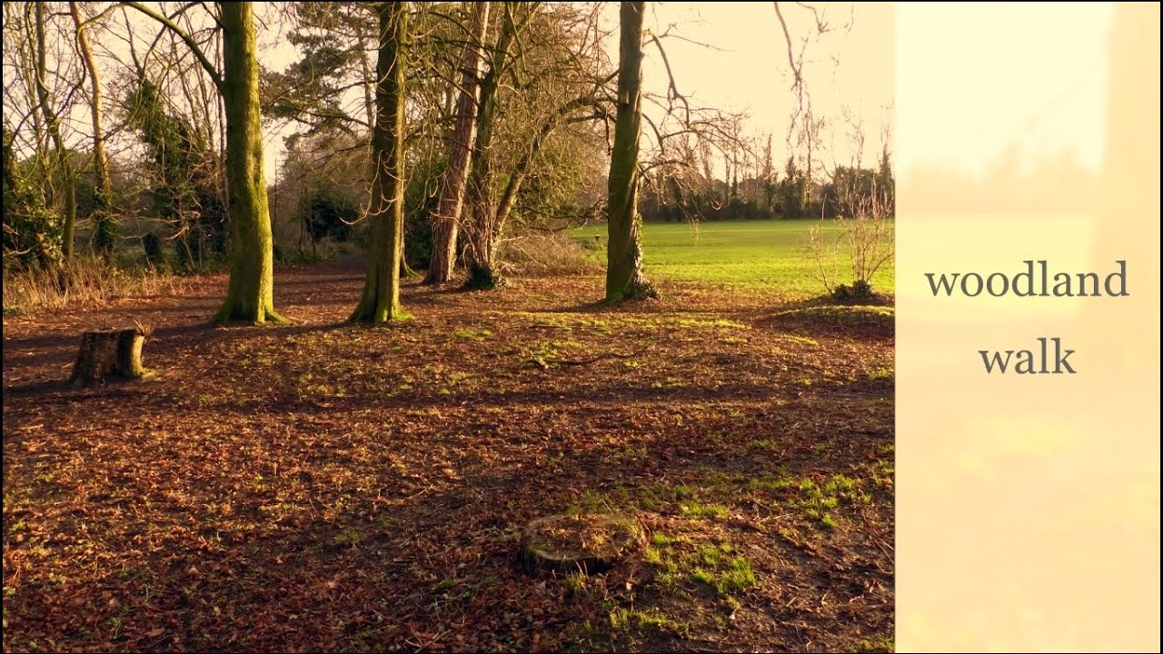 Woodland Walk, January 22nd, 2024 - YouTube