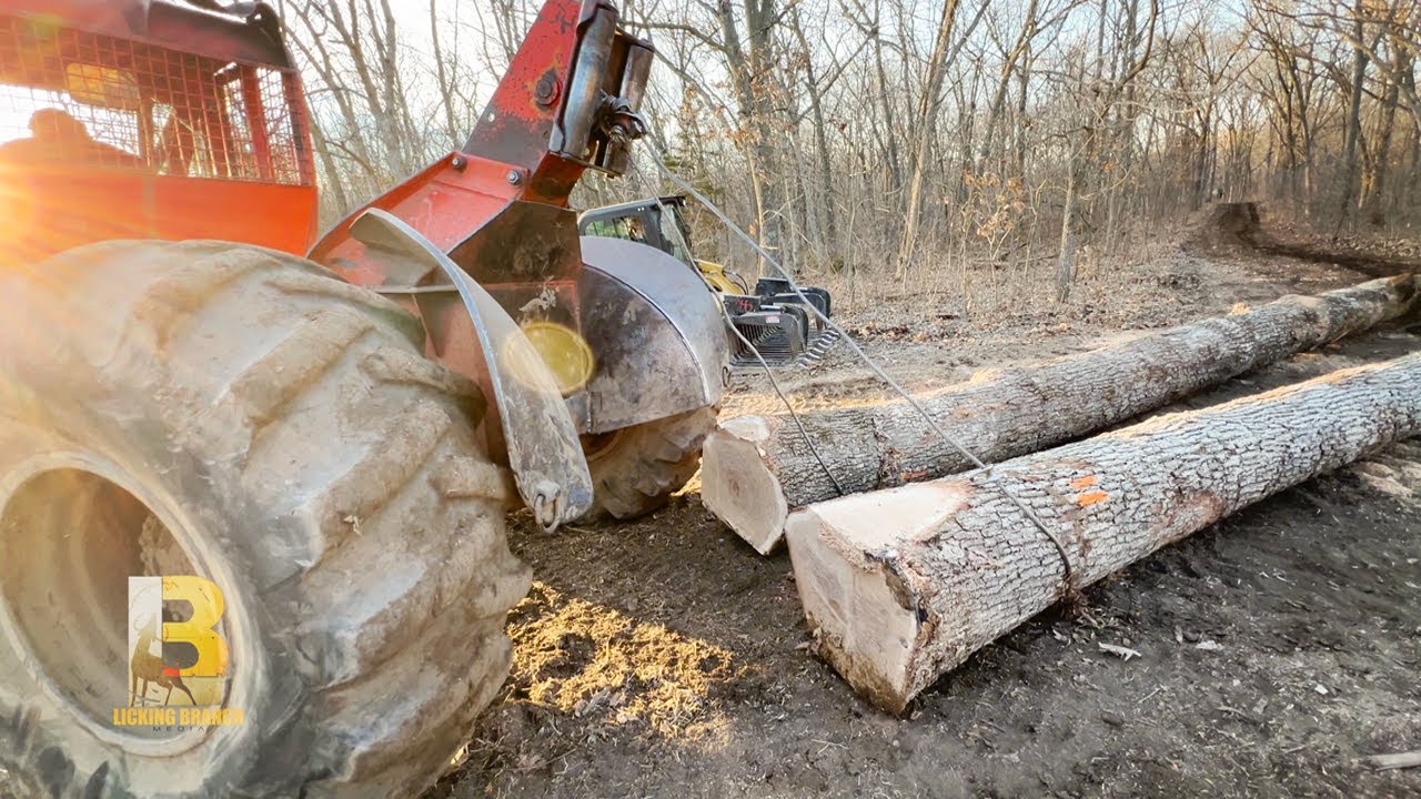 Cutting down and LOGGING TREES for a TIMBER harvest - YouTube