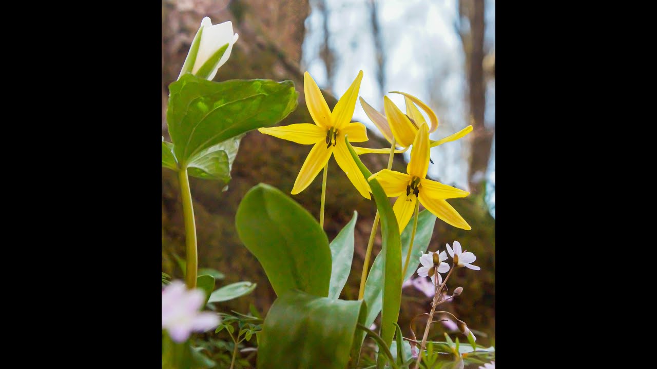 Visiting Gladys Riley Golden Star Lily Preserve - YouTube