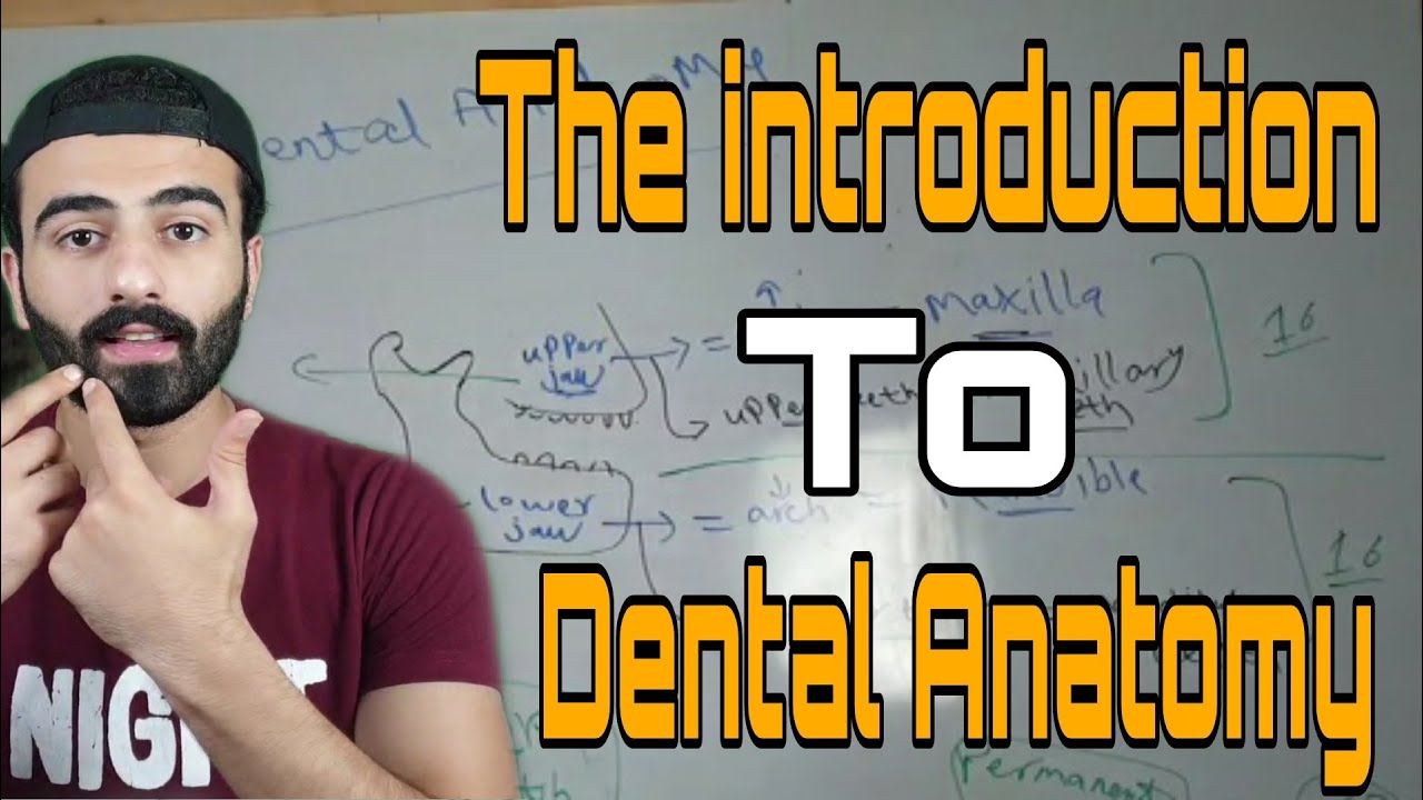 The introduction to dental anatomy "new" ( 2020/2021) - YouTube