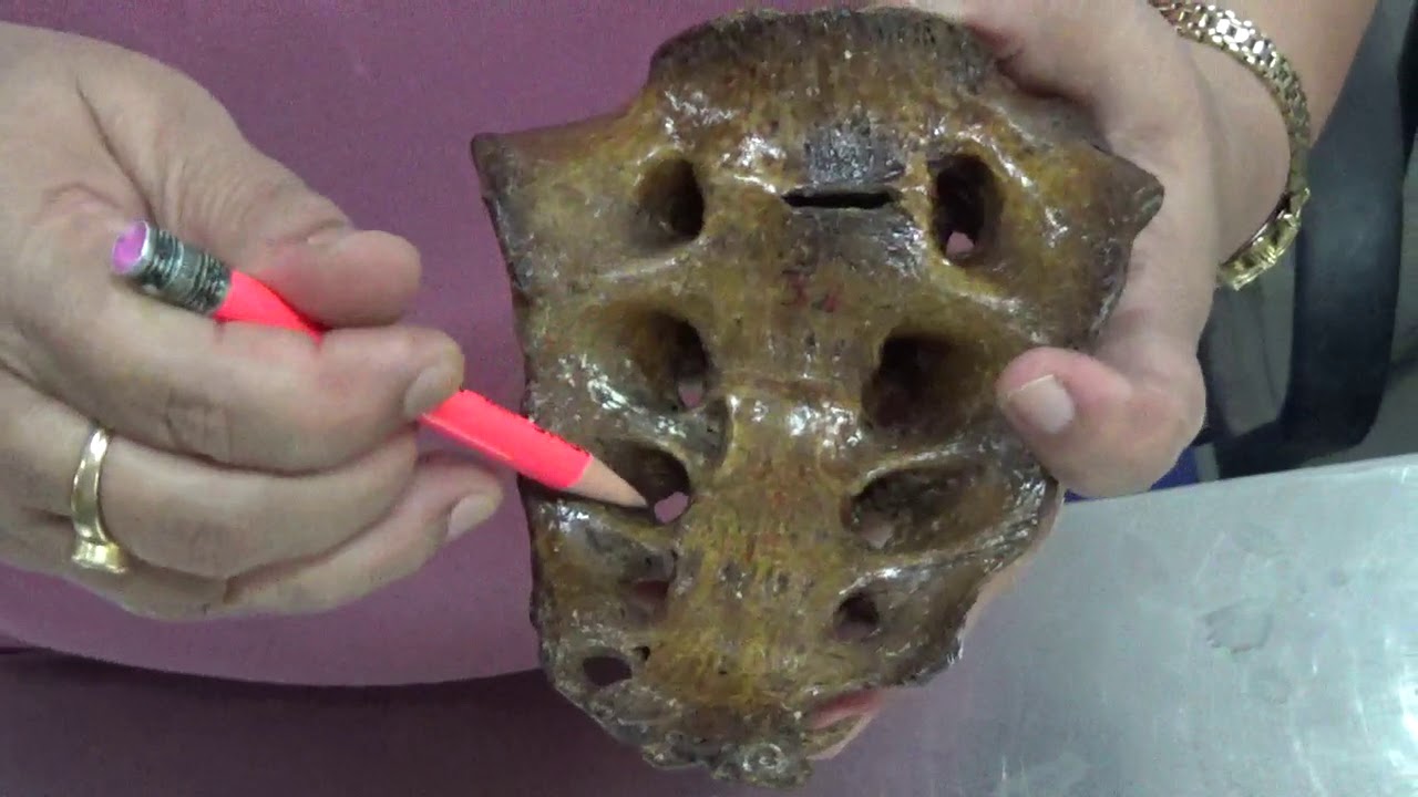 sacrum bones - YouTube