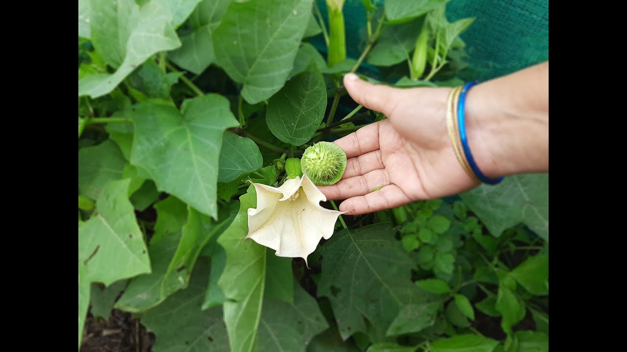 Umathai poo🌸 - YouTube