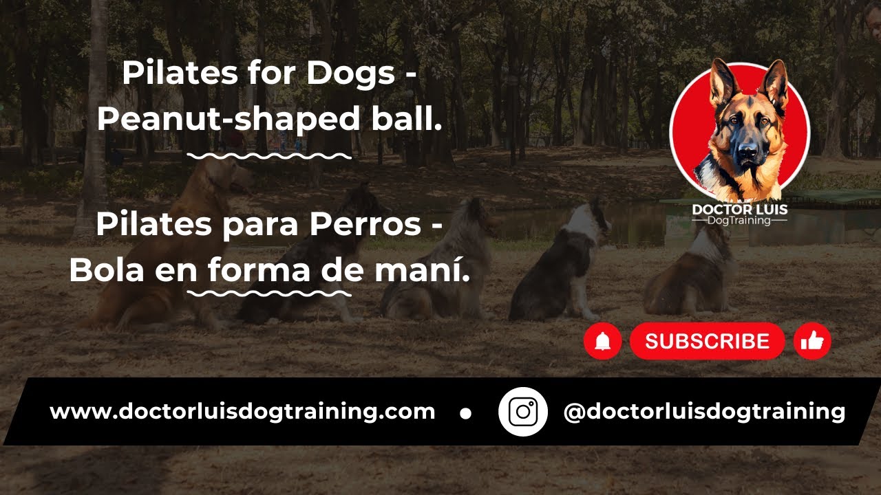 Pilates for Dogs - Peanut-shaped ball | Pilates para Perros - Bola en ...