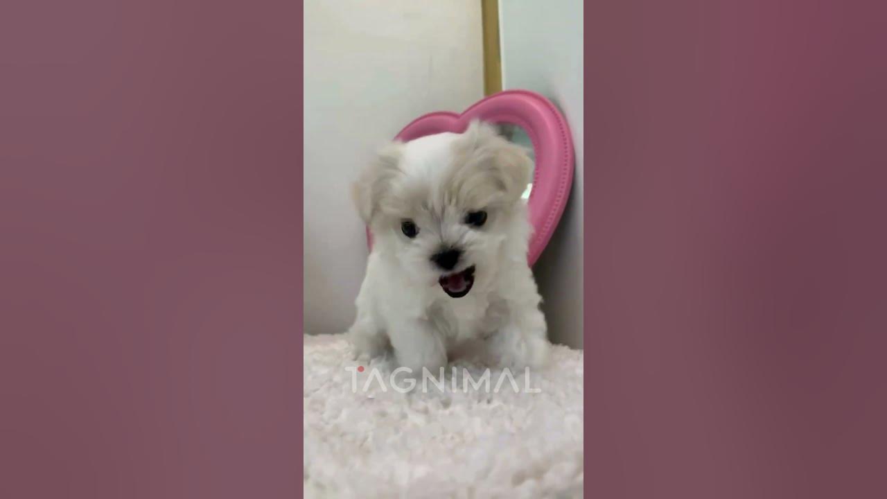 Tagnimal Love (Maltipoo) - YouTube