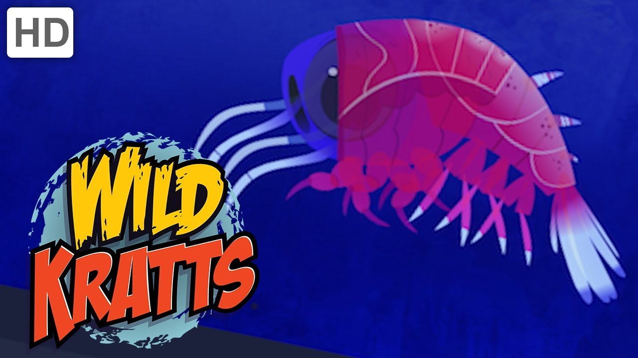 Wild Kratts 🐡 Strange Creatures | Kids Videos - YouTube