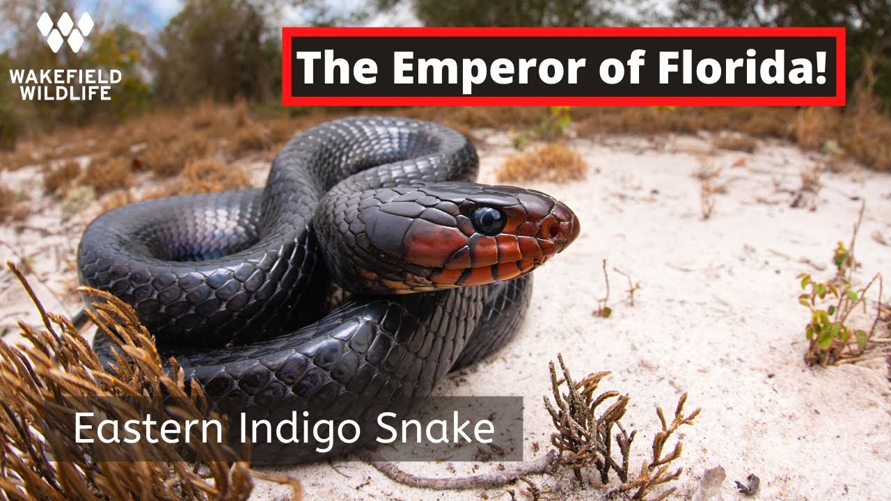 Finding an Eastern Indigo Snake! - YouTube