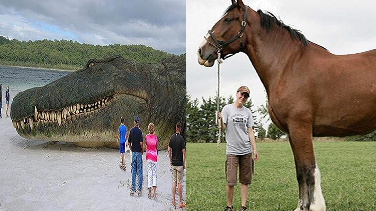 Animales Gigantes Que Realmente Existen - YouTube
