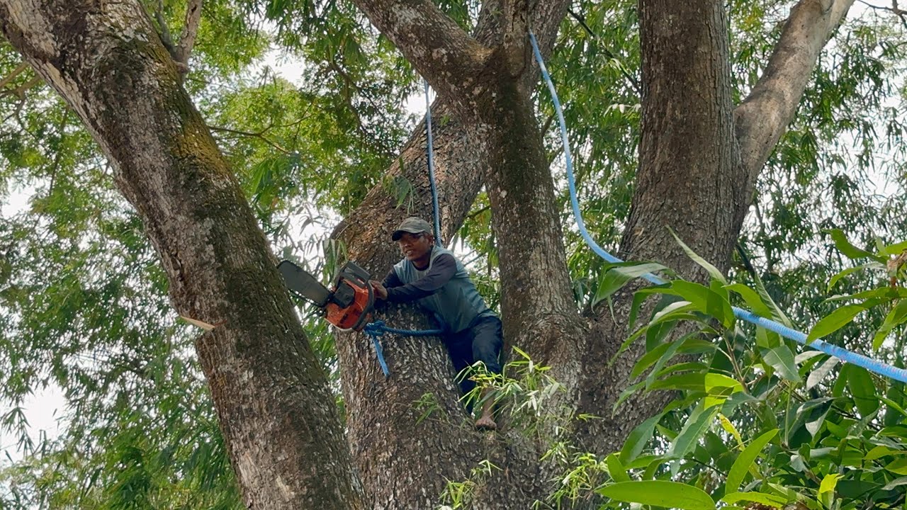 Removing a LARGE dangerous trembesi tree‼️ - YouTube