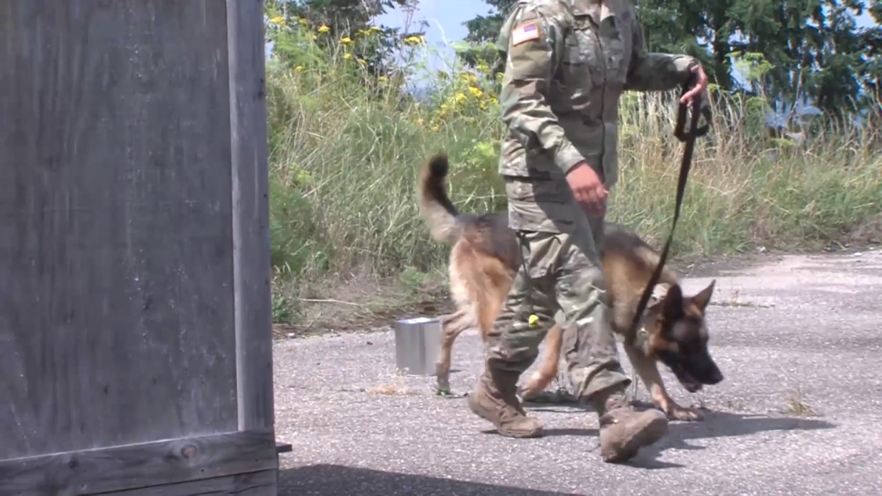 Day 1 Military Working Dog Training - YouTube