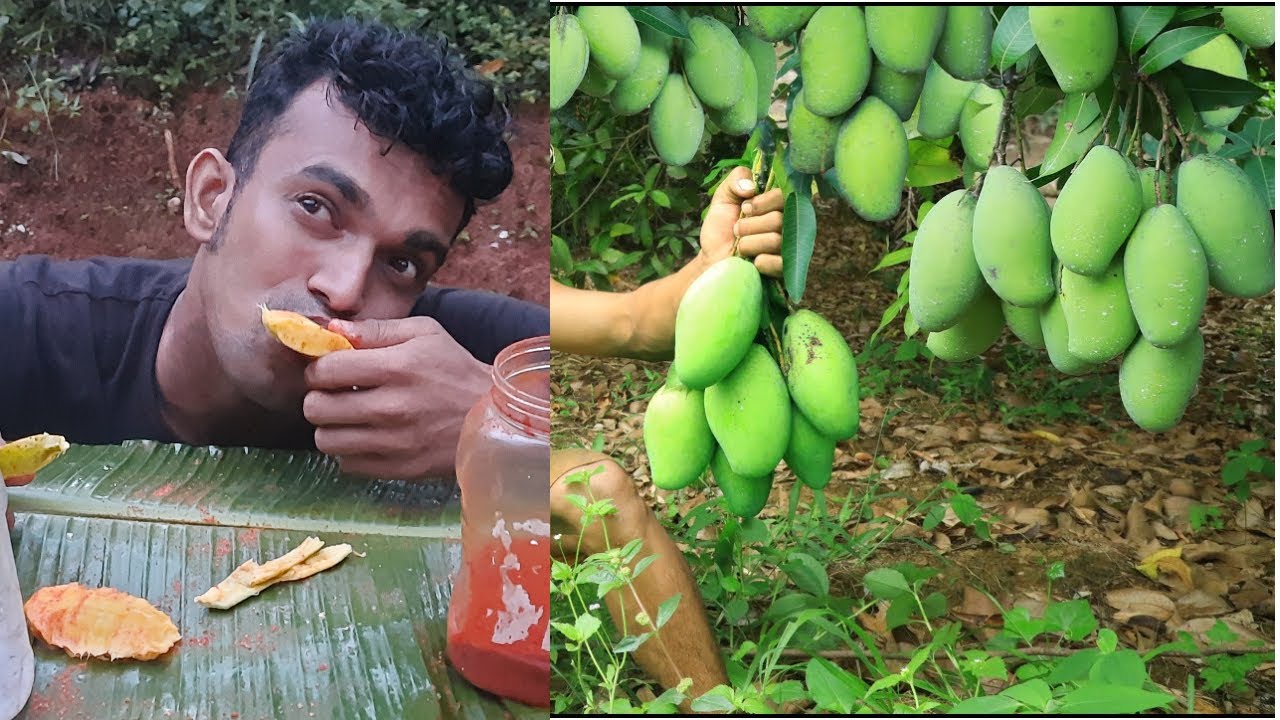 Survival in the forest - Eating mango with salt peppers delicious Green ...