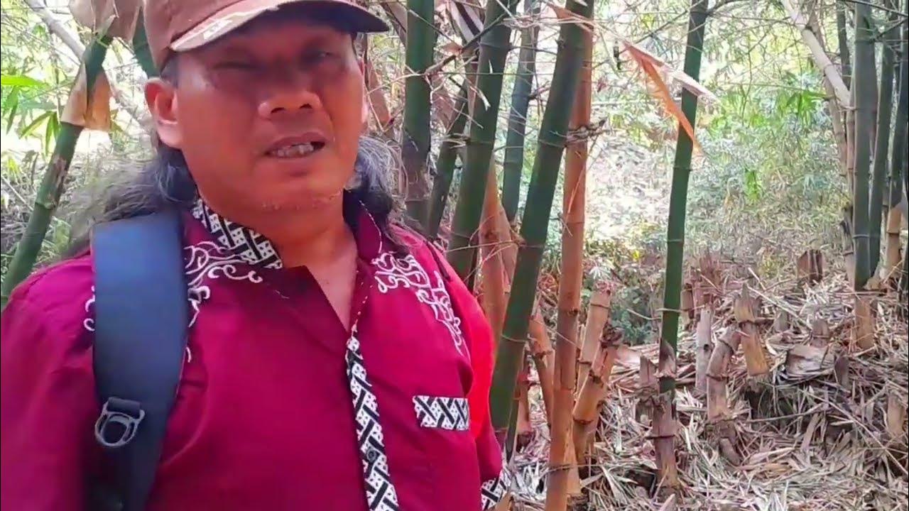 Berburu bambu petuk jawa #bambupetuk - YouTube