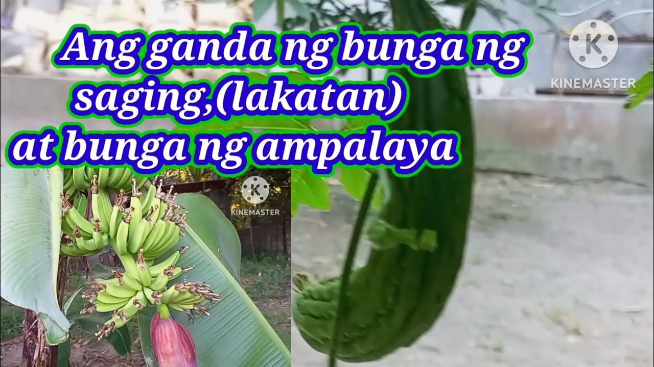 Ang ganda ng bunga ng saging,(lakatan),at bunga ng ampalaya,@gersvlog ...
