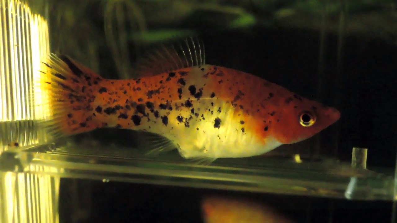 Swordtail fry - day 1 - YouTube