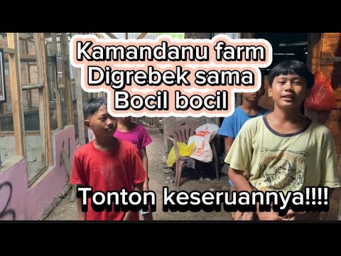 Keseruan Kandang kamandanu farm digrebek bocil bocil!!!! - YouTube