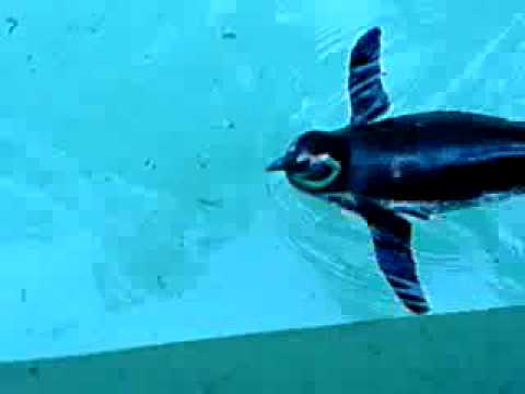 Zôo SP - Pinguim - 2009 - YouTube