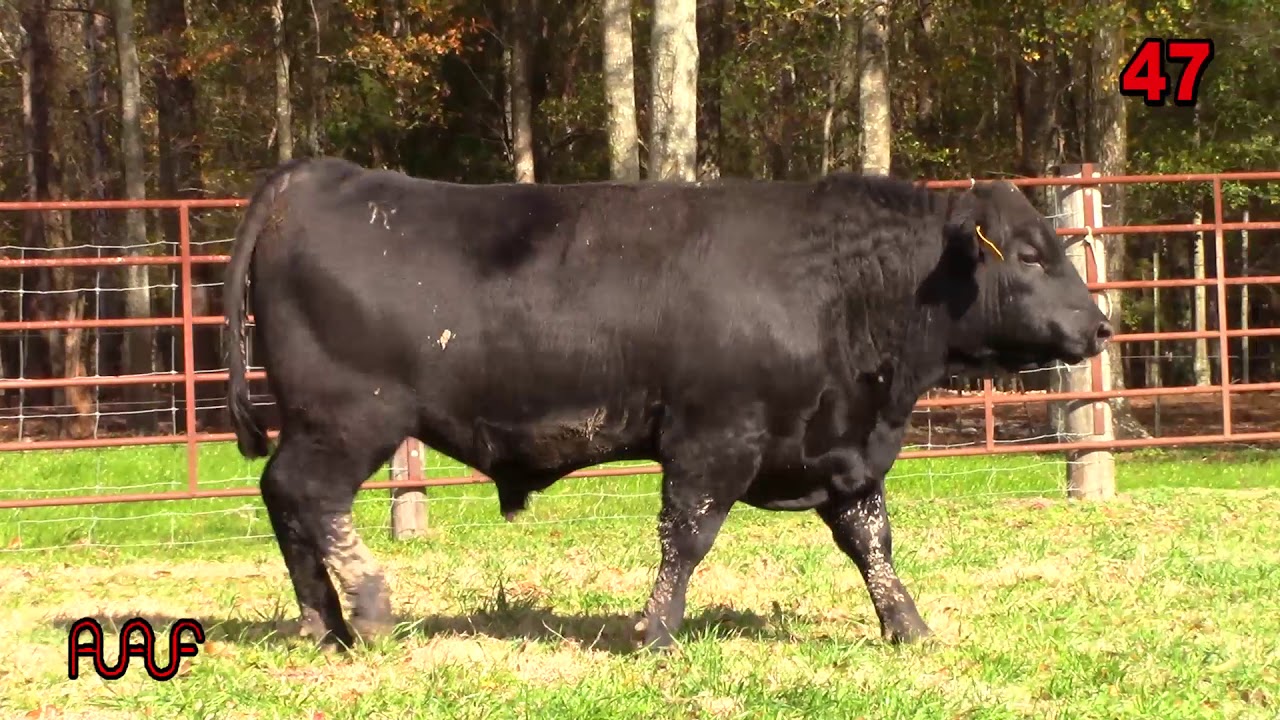Adams Angus Farm Lot 47 - YouTube