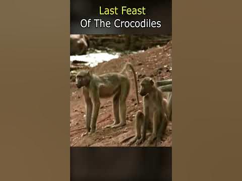 Last Feast of The Crocodiles - YouTube
