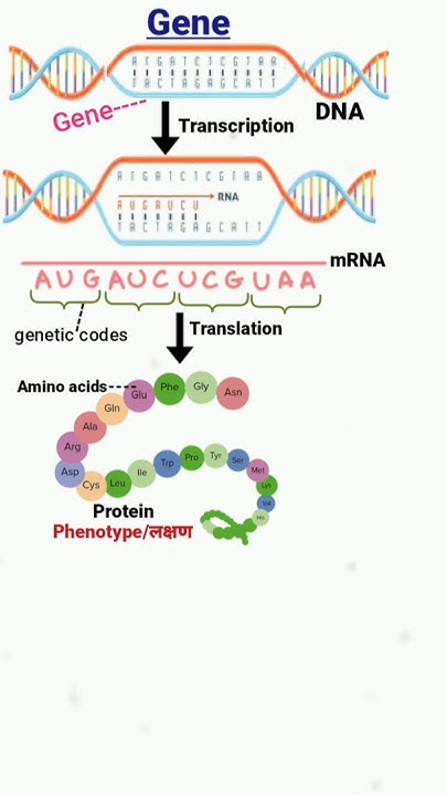 gene | transcription | translation | DNA | genetic codes #genetics # ...