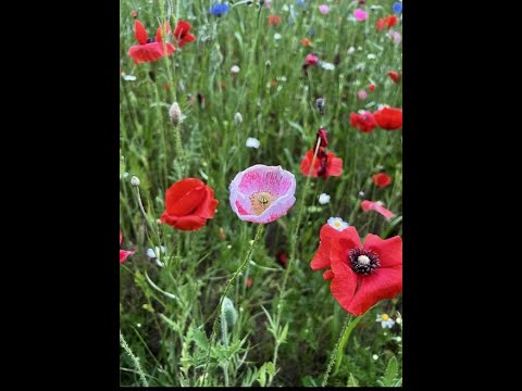 Pleasant Hill Farm Poppy Fields - Fennville, MI 2024 - YouTube