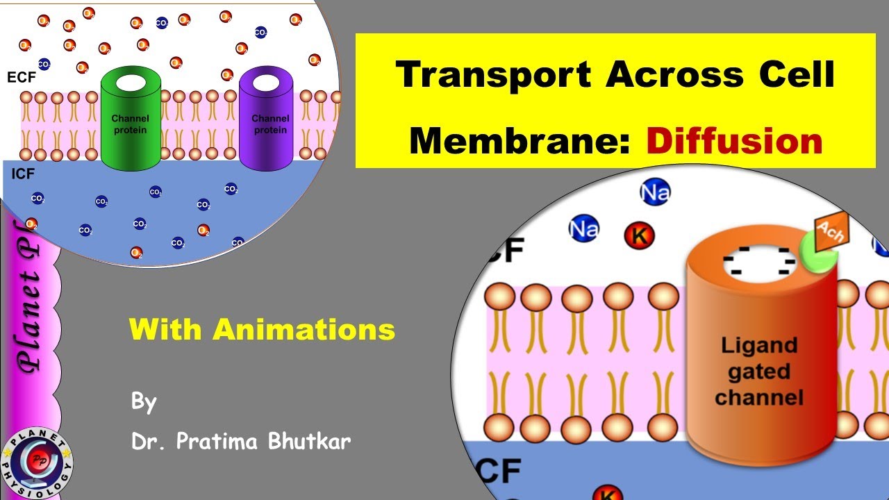 Diffusion across cell membrane | Transport across cell membrane part 3 ...