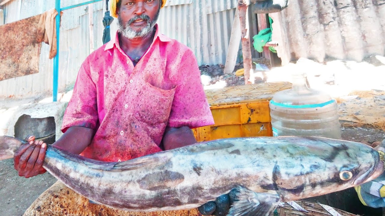 6Kg Kadal Viral Meen/Fish Cutting Master's - YouTube