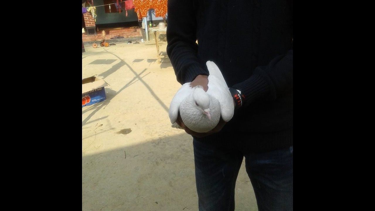 Loton Kobutor Digging - YouTube