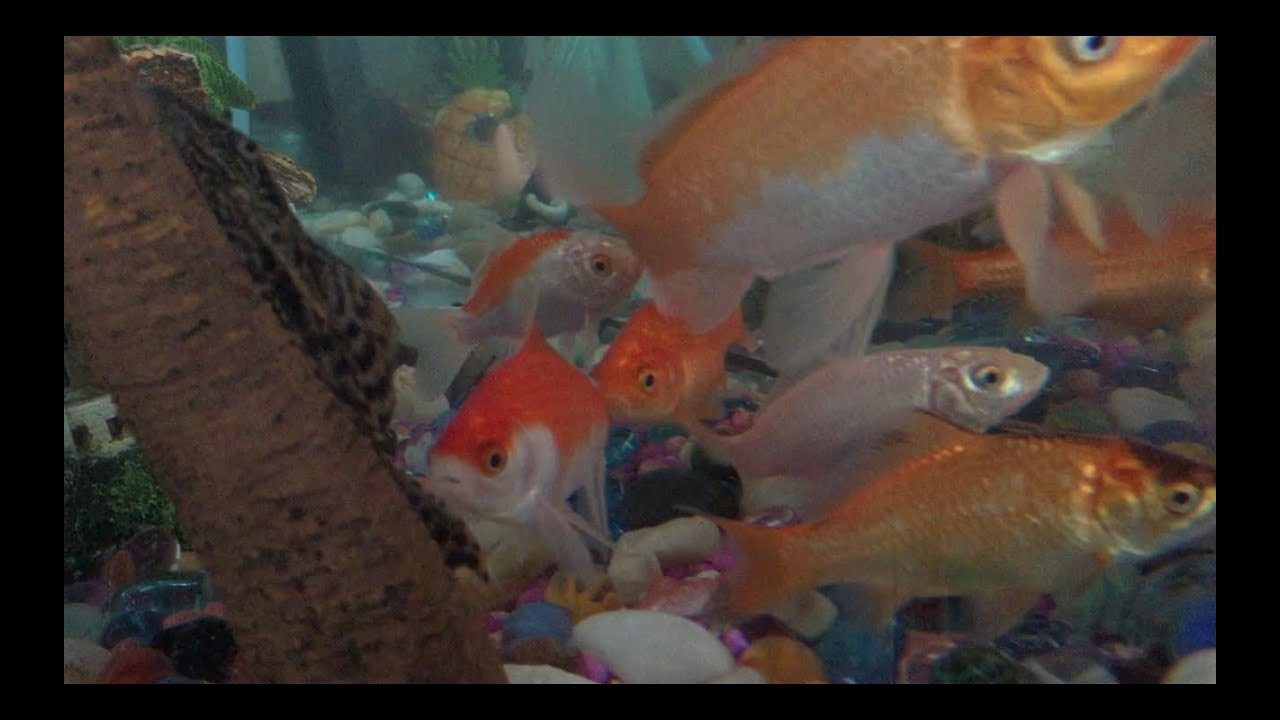 Basic Aquarium Fish Hobby Tips For Beginners - YouTube