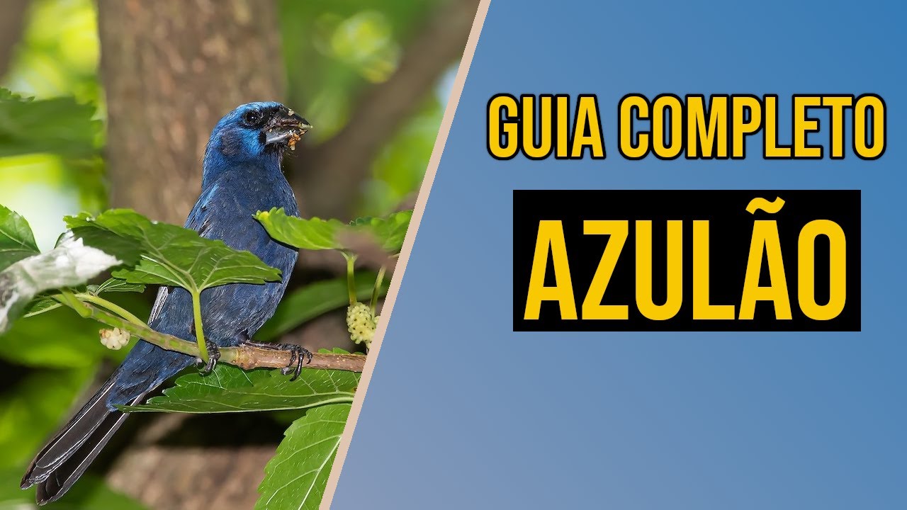Azulão: Guia completo de criação! - YouTube