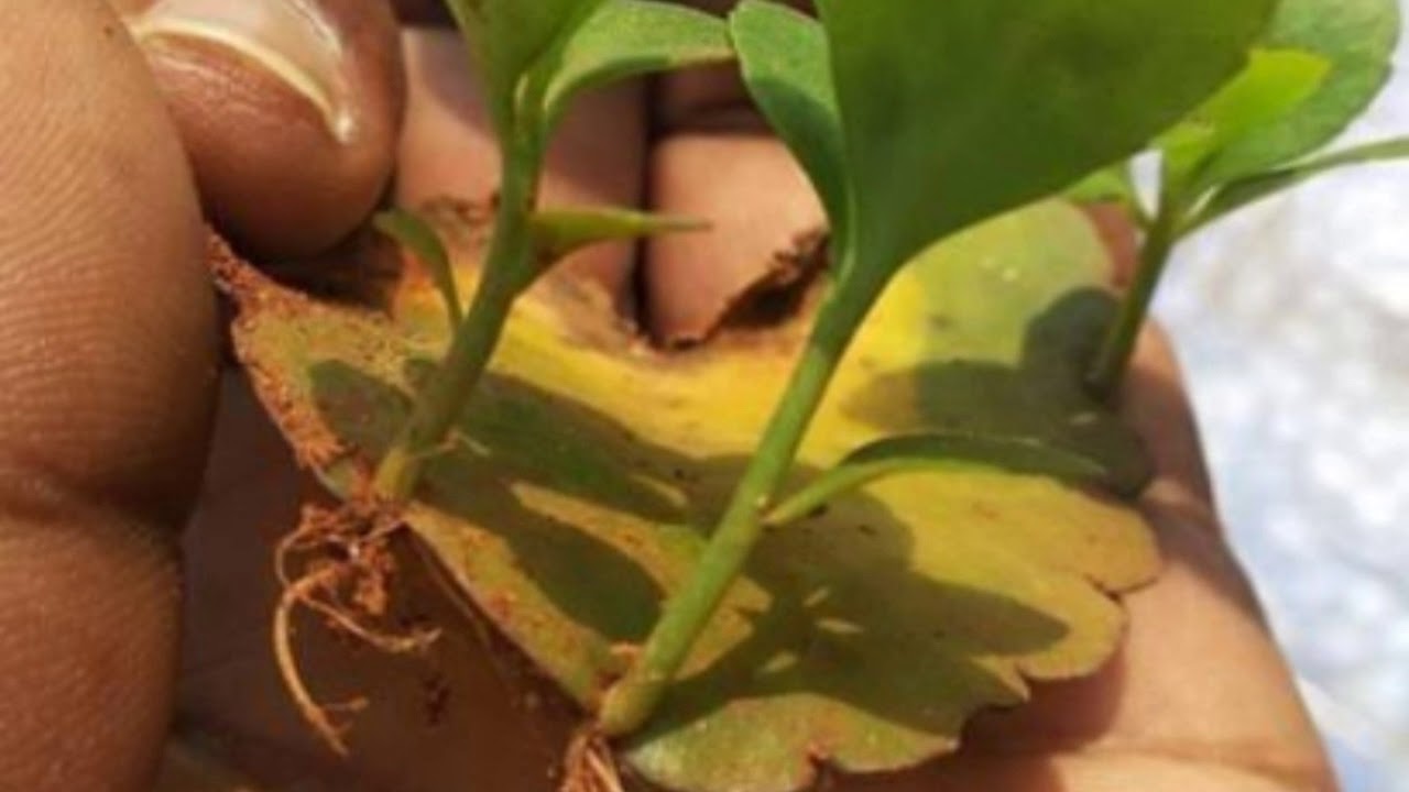 Ranapala tree r life plant - YouTube