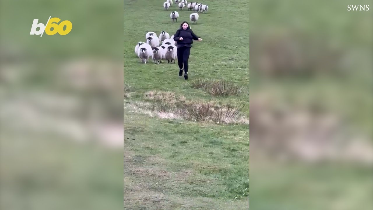 Woman Hilariously Chased by Entire Flock of Sheep - YouTube