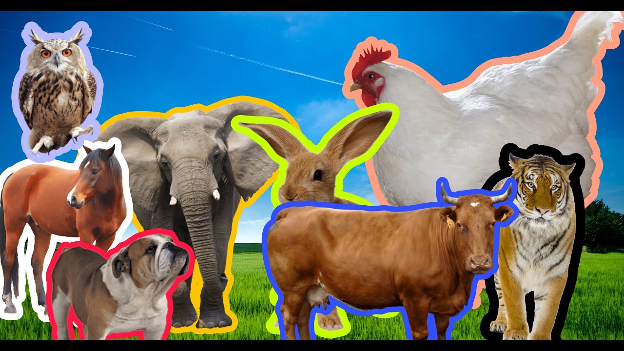 Farm animals, Domestic animals, Wild animals and Birds Sounds. Cats ...