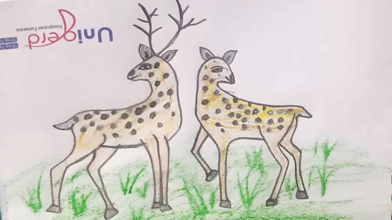 How to draw two deer step by step || animal drawing - YouTube