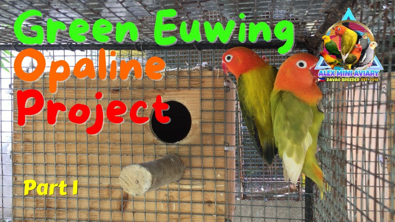 Green Euwing Opaline Project | Breeding Update 2021 (Part 1) - YouTube