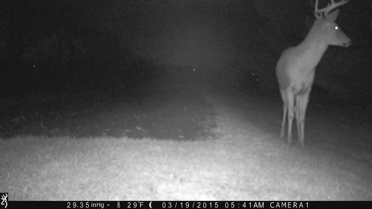 Night time trail cam deer footage - Browning Dark Ops BTC6 - YouTube