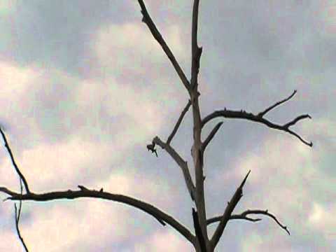 denny tolbert and jody goolsby kayak bay creek - YouTube